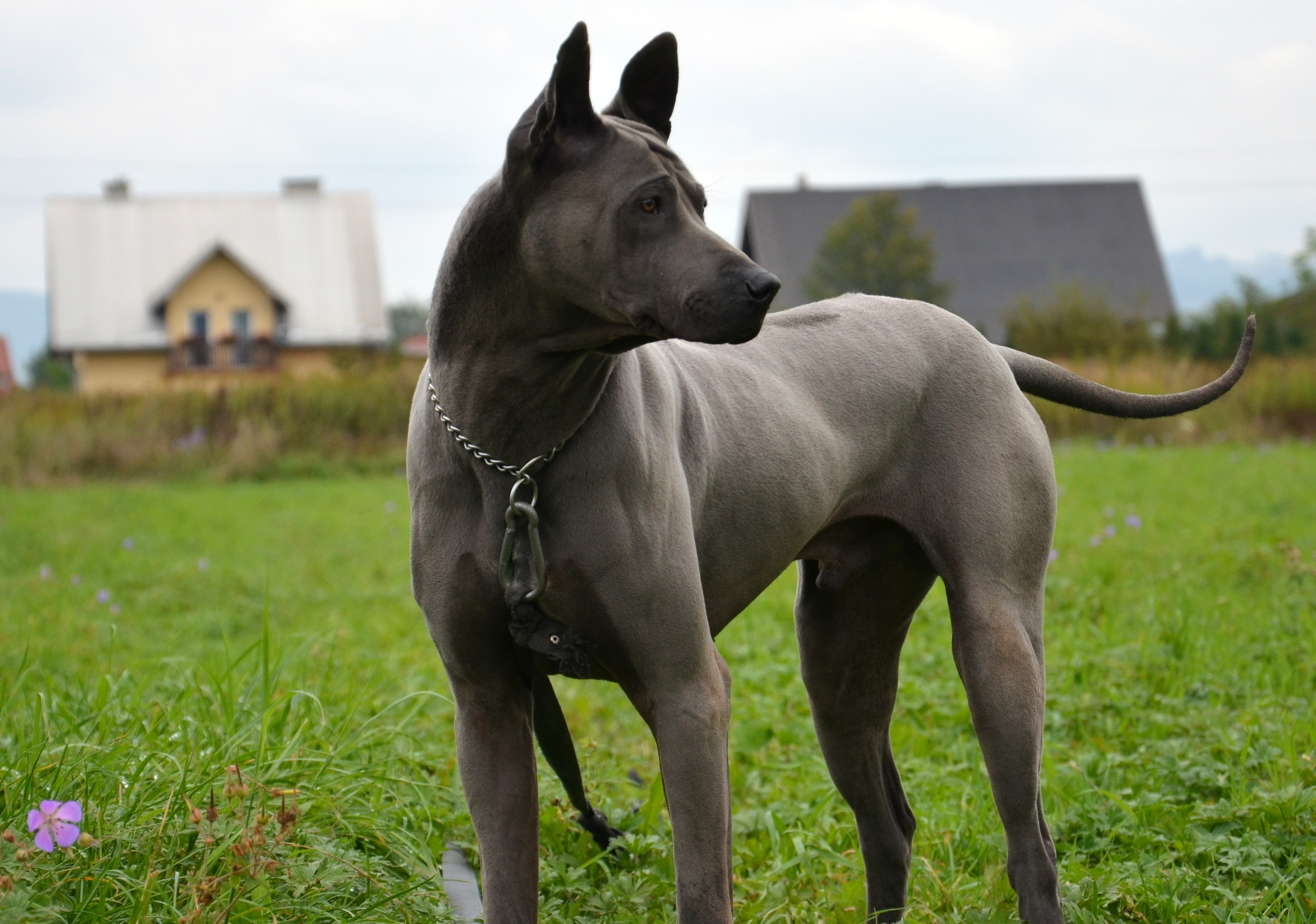 Nasze Psy | Our Dogs – Thai Ridgeback Dog | Boston Terrier | Russian Toy