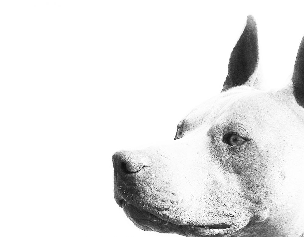 Kutsika kasvatamine – Thai Ridgeback Dog | Boston Terrier | Russian Toy