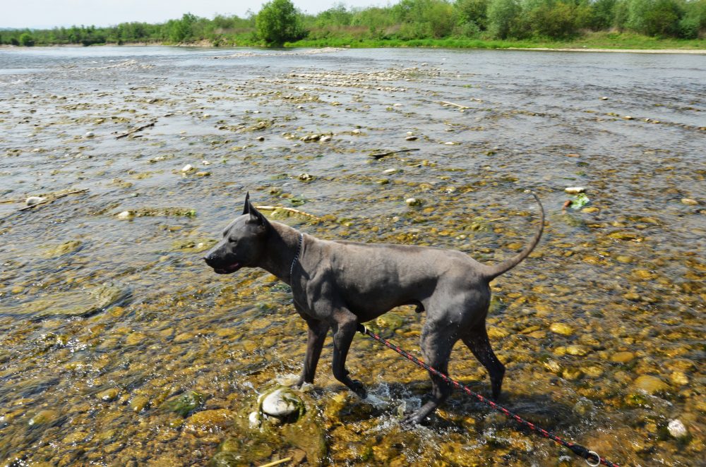 Shadow Sniezne Zjawisko – Thai Ridgeback Dog | Boston Terrier | Russian Toy
