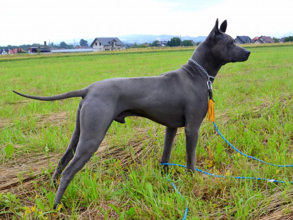 Shadow Sniezne Zjawisko – Thai Ridgeback Dog | Boston Terrier | Russian Toy